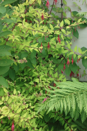 Small Entry Garden | TRACY WESTPHAL Landscape Architect | Bay Area CA
